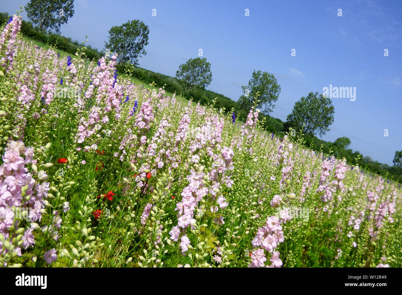 THE CONFETTI FIELDS, WICK, PERSHORE, WORCESTERSHIRE Stock Photo - Alamy