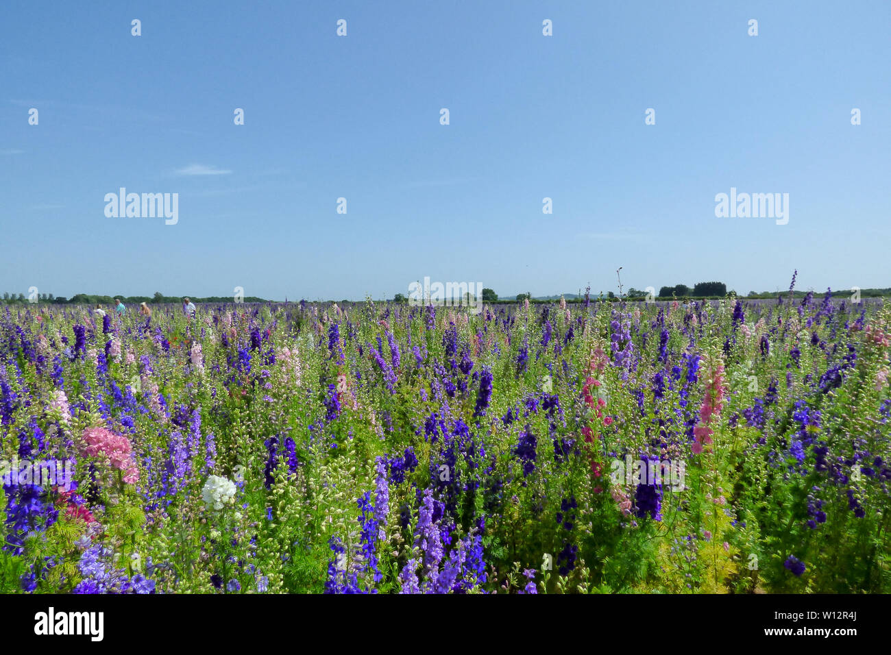THE CONFETTI FIELDS, WICK, PERSHORE, WORCESTERSHIRE Stock Photo - Alamy