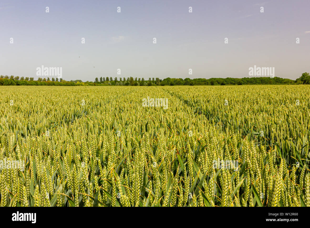 SUMMER WHEAT FIELD UK Stock Photo - Alamy