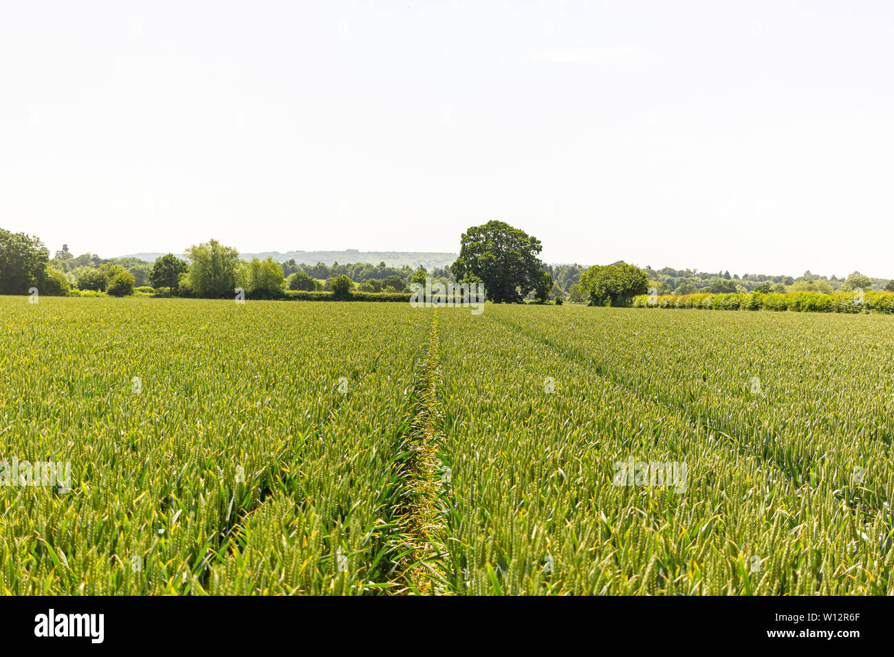 SUMMER WHEAT FIELD UK Stock Photo - Alamy