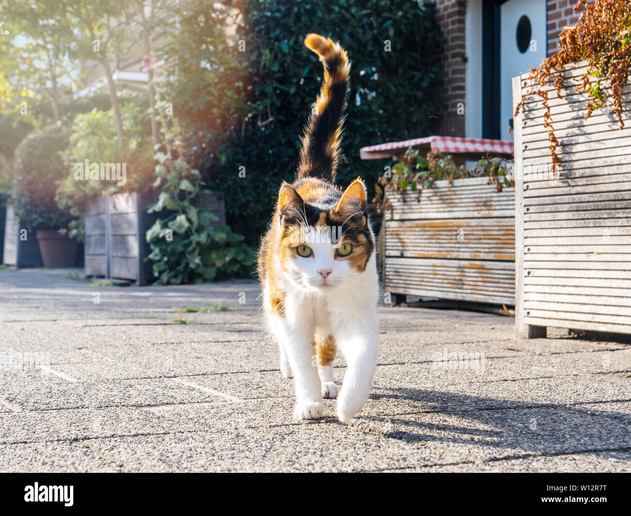 Funny house building cartoon character hi-res stock photography and ...