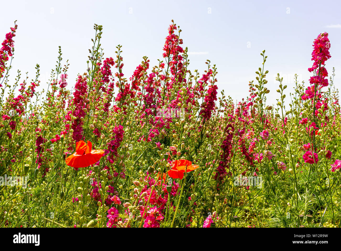 THE CONFETTI FIELDS, WICK, PERSHORE, WORCESTERSHIRE Stock Photo - Alamy