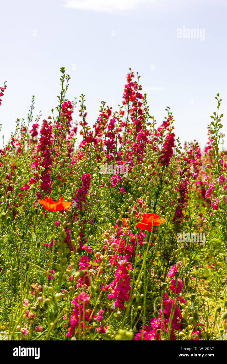 THE CONFETTI FIELDS, WICK, PERSHORE, WORCESTERSHIRE Stock Photo - Alamy