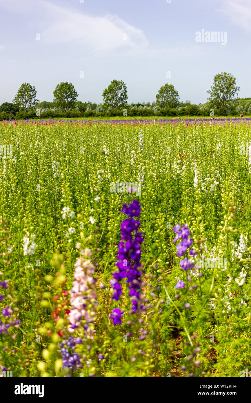 Pershore blossom hi-res stock photography and images - Alamy