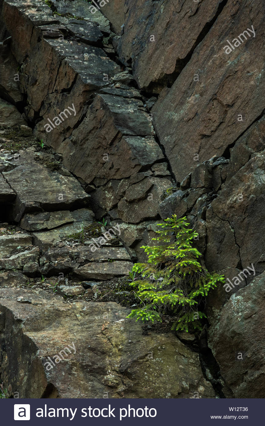 Small Spruce Tree High Resolution Stock Photography and Images - Alamy
