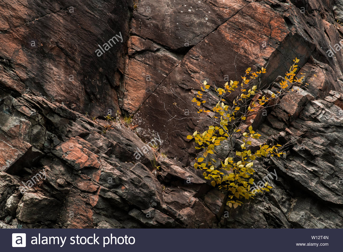 Tree Growing Rock Cliff High Resolution Stock Photography and Images ...