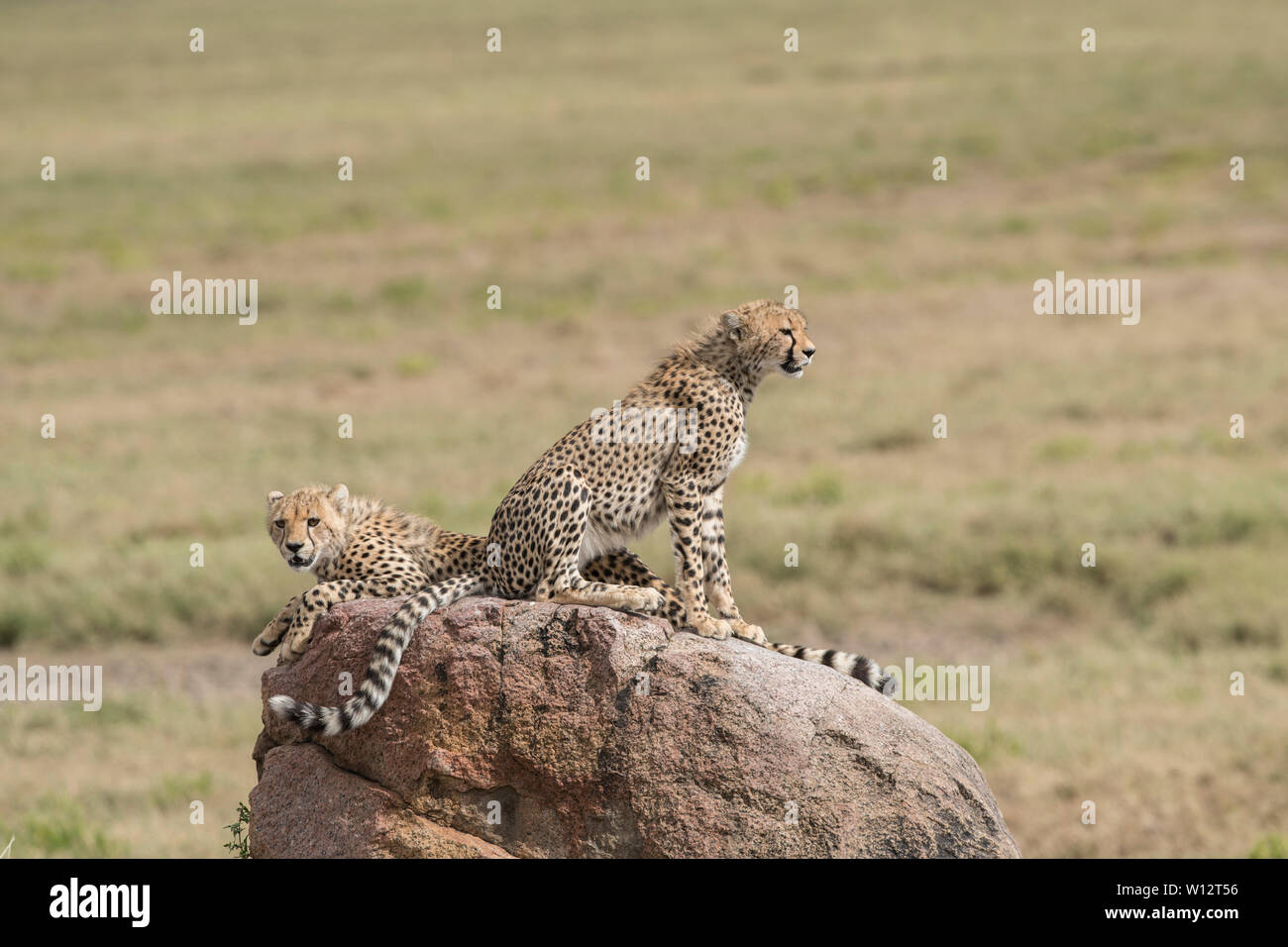 Cheetah among rocks hi-res stock photography and images - Alamy