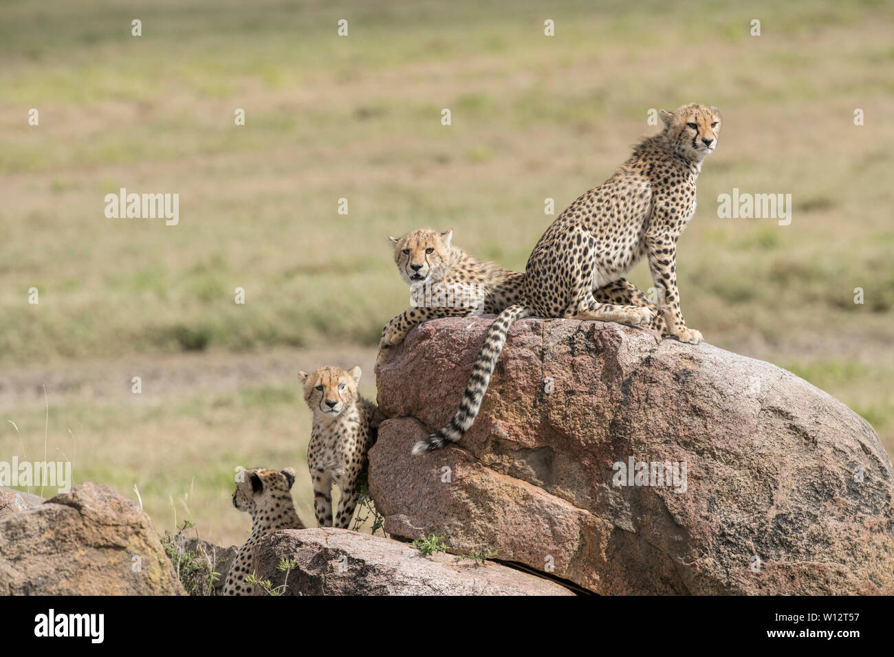 Cheetah cheetahs by rock hi-res stock photography and images - Alamy