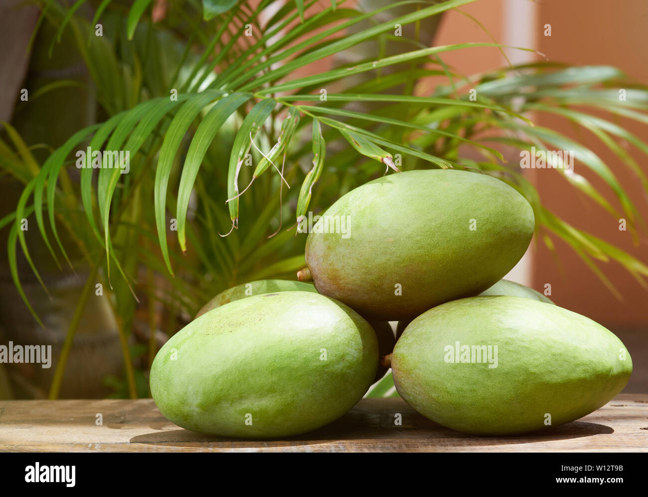 Mango green leaf hi-res stock photography and images - Alamy