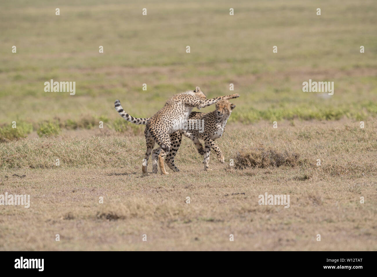 Cheetah fighting hi-res stock photography and images - Alamy