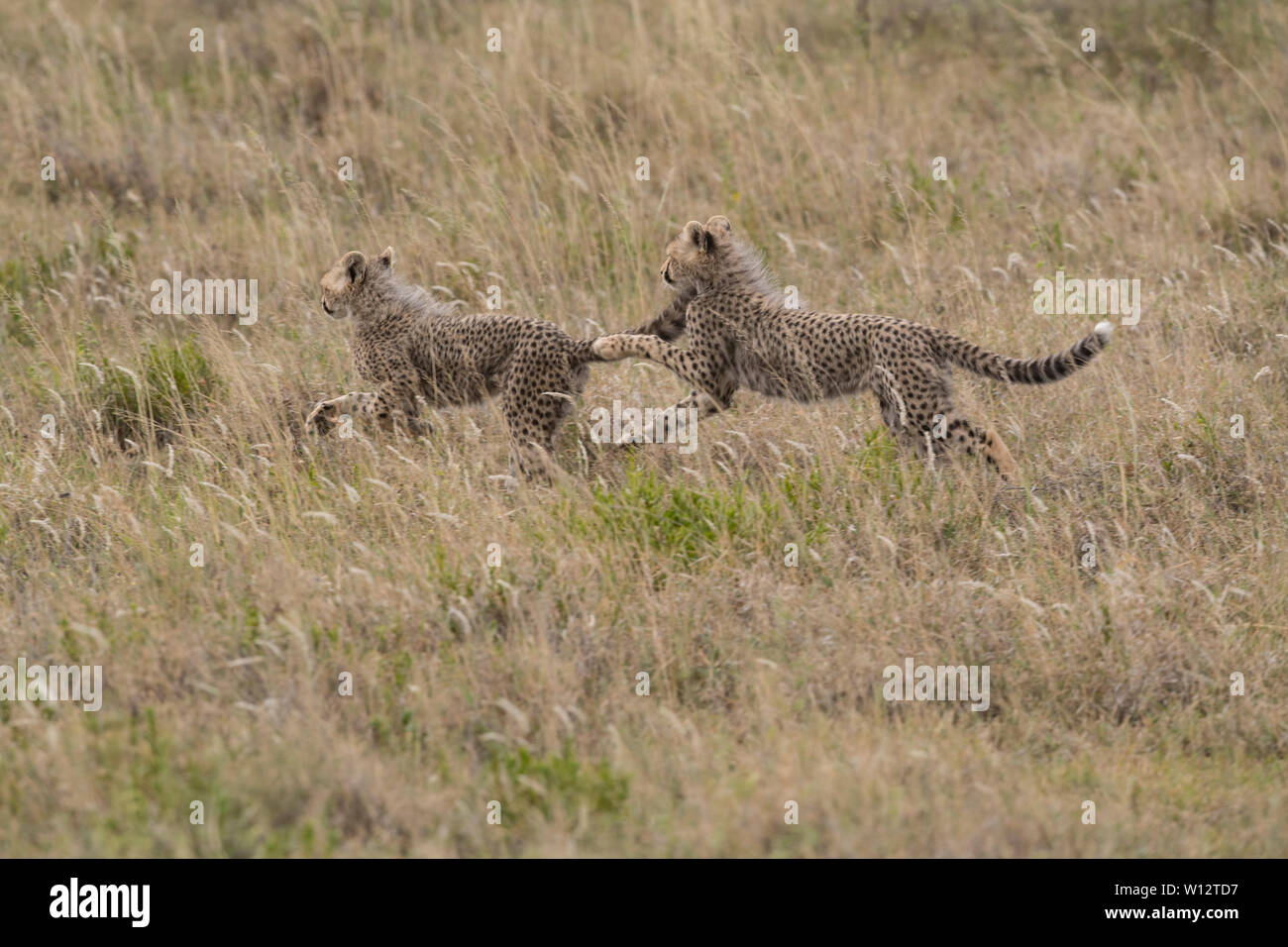 Cheetah cubs playing, Serengeti Stock Photo - Alamy