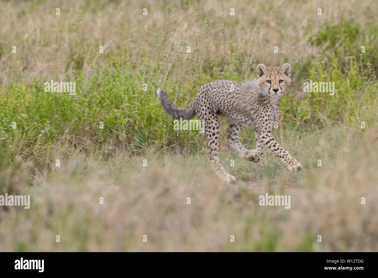 Cheetah Cubs Running