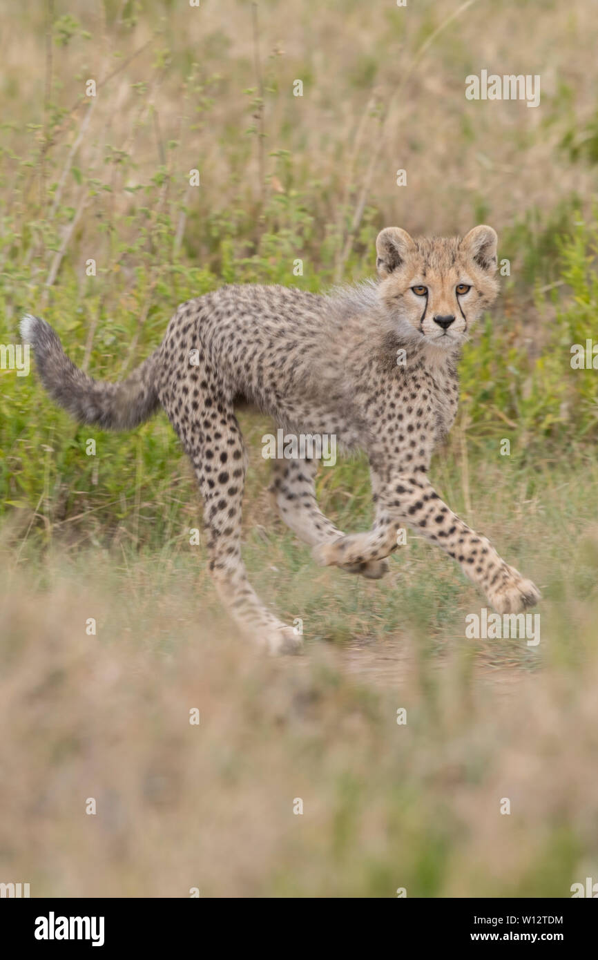 Baby cheetah galloping hi-res stock photography and images - Alamy