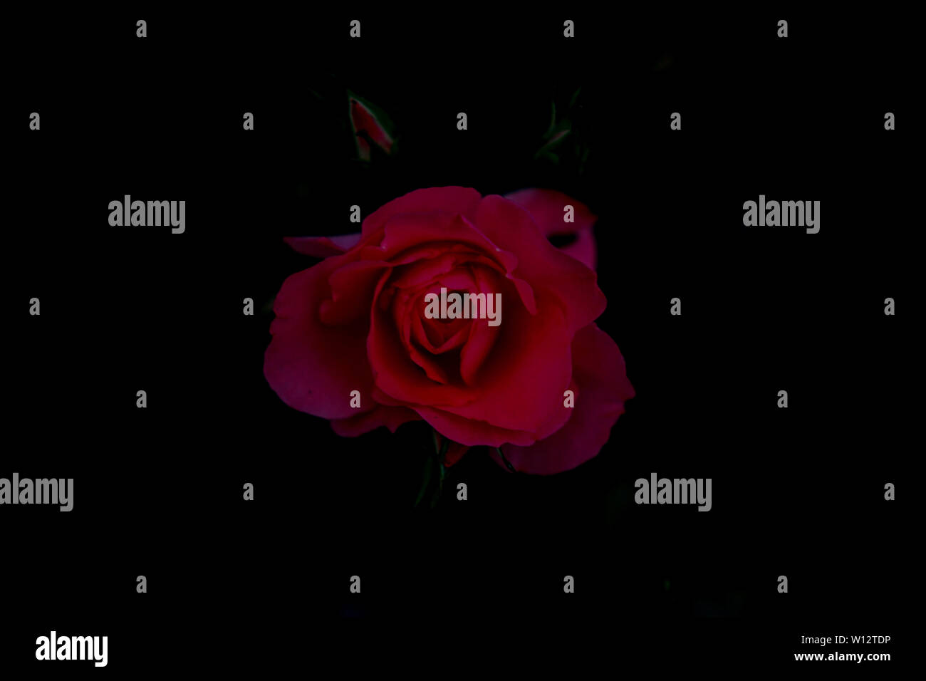 Dramatic red rose blossom on black background copy space Stock Photo ...