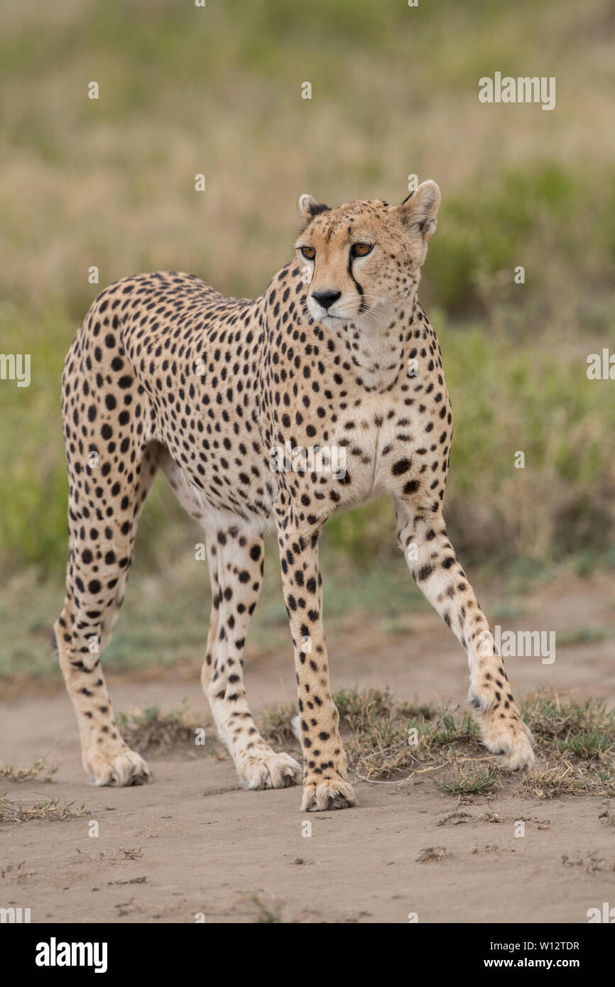 Female species hi-res stock photography and images - Alamy