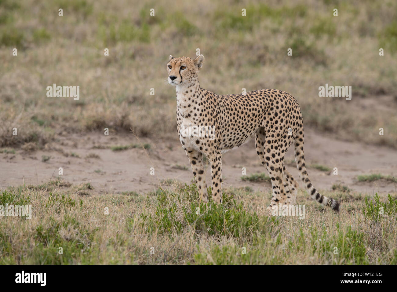 Female species hi-res stock photography and images - Alamy