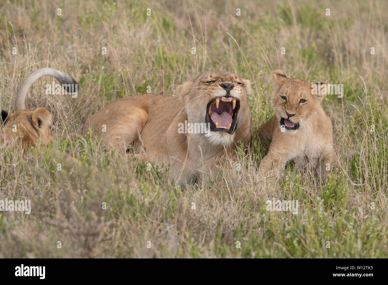 Lionness Roaring Le Cubs Lioness Roaring, Sitting On Hind Legs,