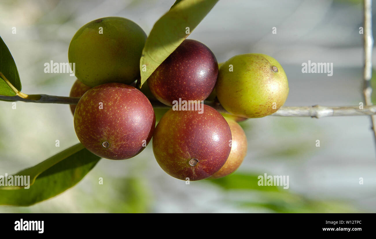 Camu camu hi-res stock photography and images - Alamy
