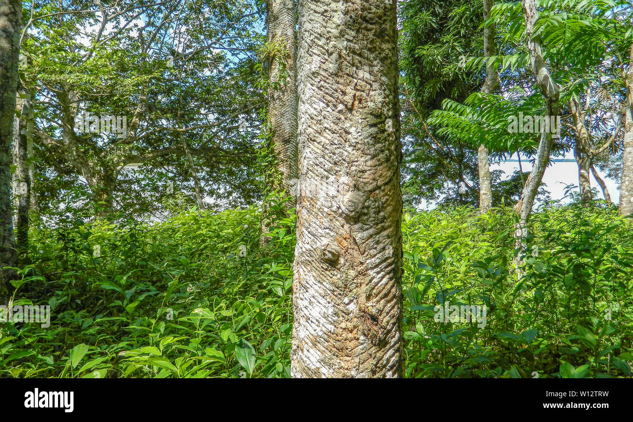 Rubber tree amazon hi-res stock photography and images - Alamy