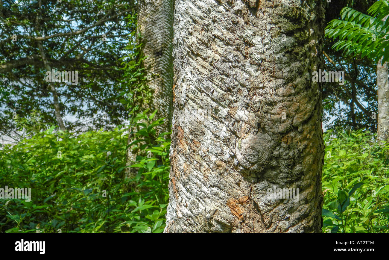 Rubber tree amazon hi-res stock photography and images - Alamy