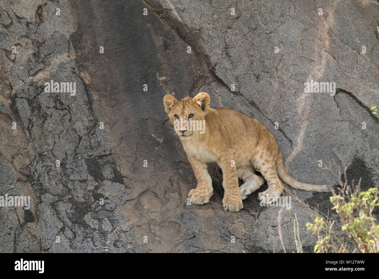 Lion cubs on kopje, Serengeti Stock Photo - Alamy