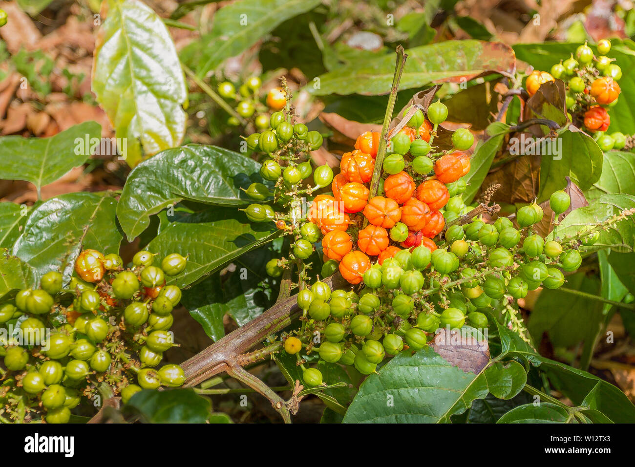 Guarana fruit hi-res stock photography and images - Alamy