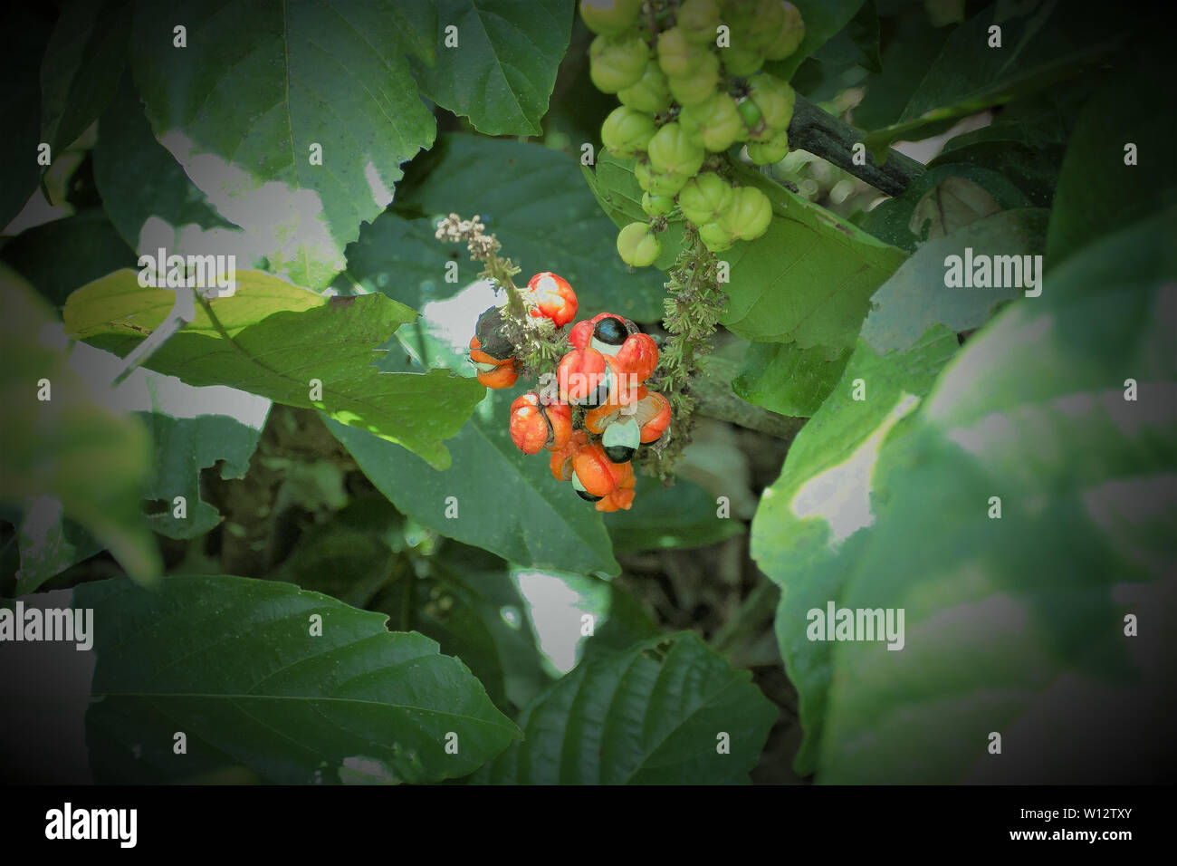 Guarana fruit hi-res stock photography and images - Alamy