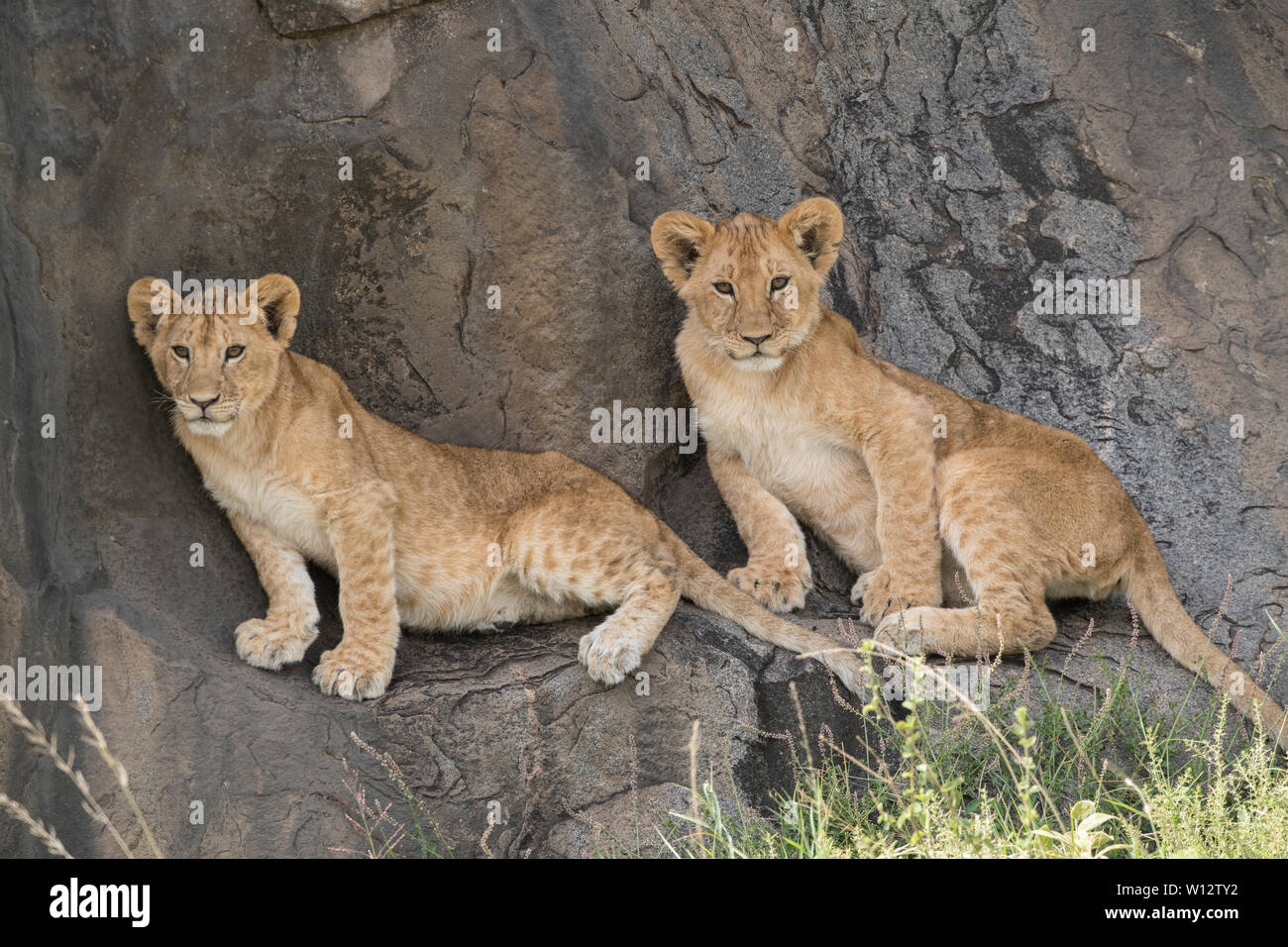 Lion cubs on kopje, Serengeti Stock Photo - Alamy