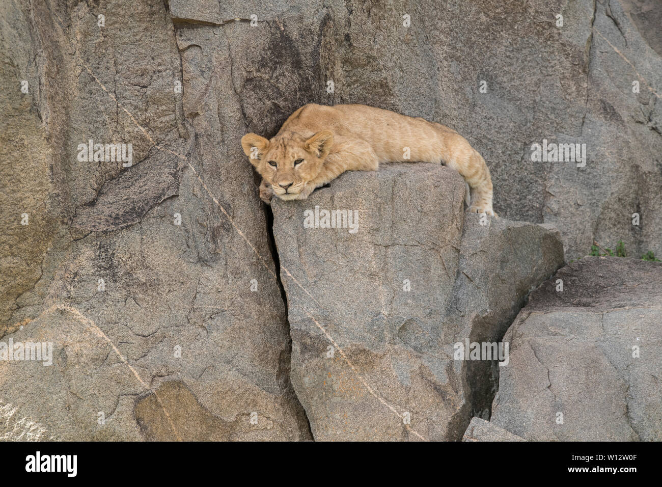 Lion cubs on kopje, Serengeti Stock Photo - Alamy