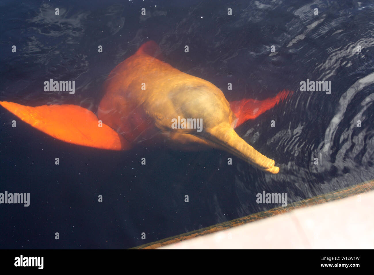 Red boto - Amazonas - Brazil Stock Photo - Alamy