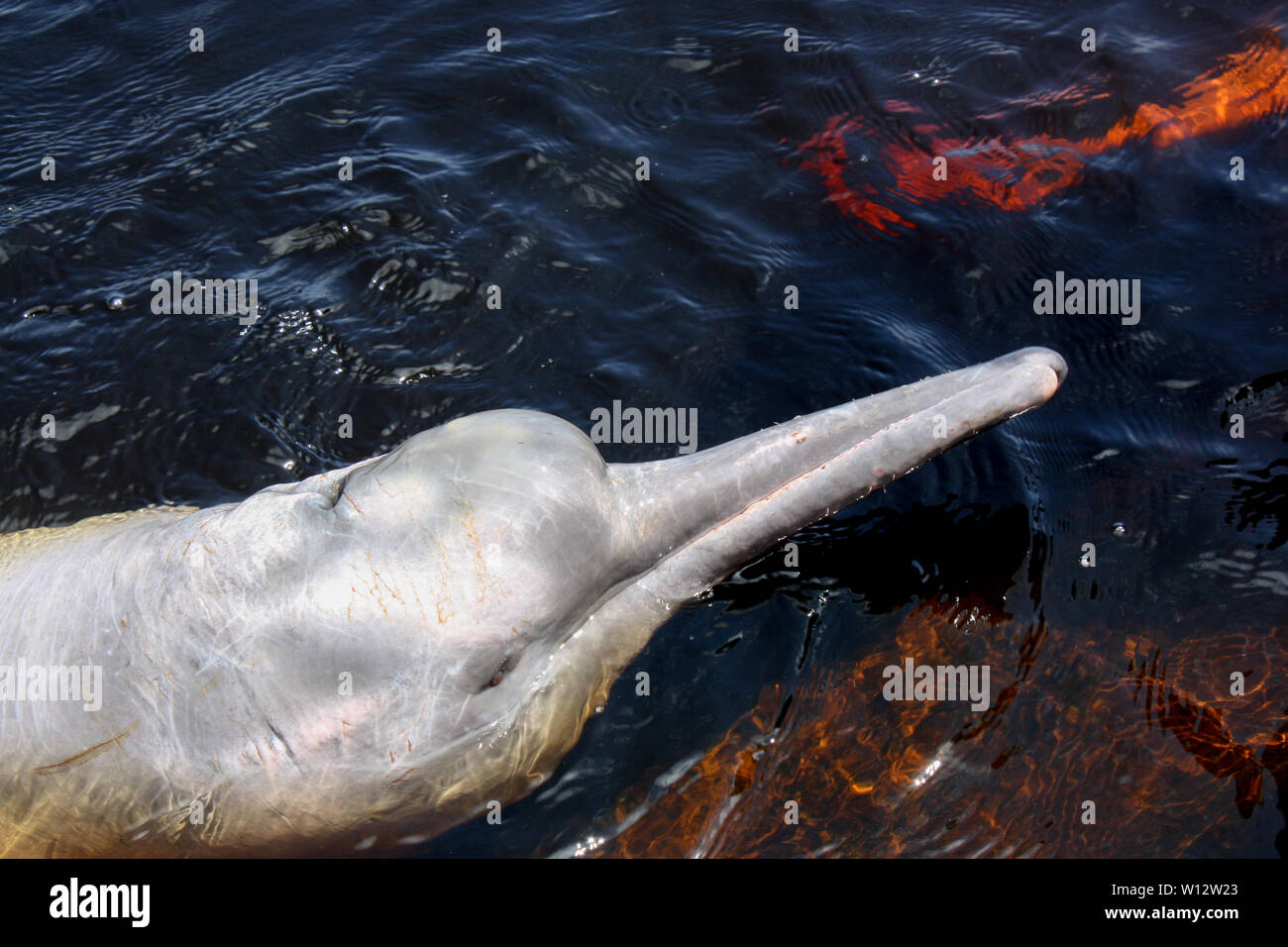 Boto Cor De Rosa High Resolution Stock Photography and Images - Alamy