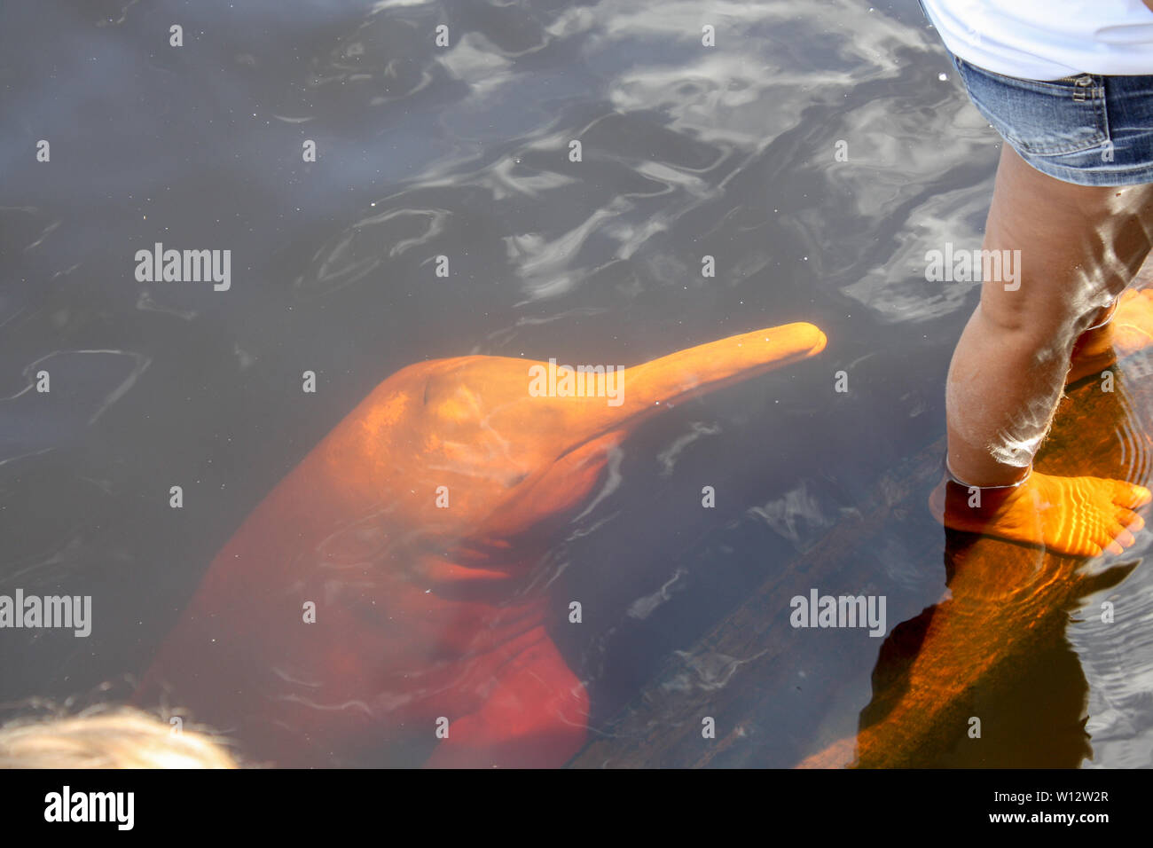 Red boto - Amazonas - Brazil Stock Photo - Alamy