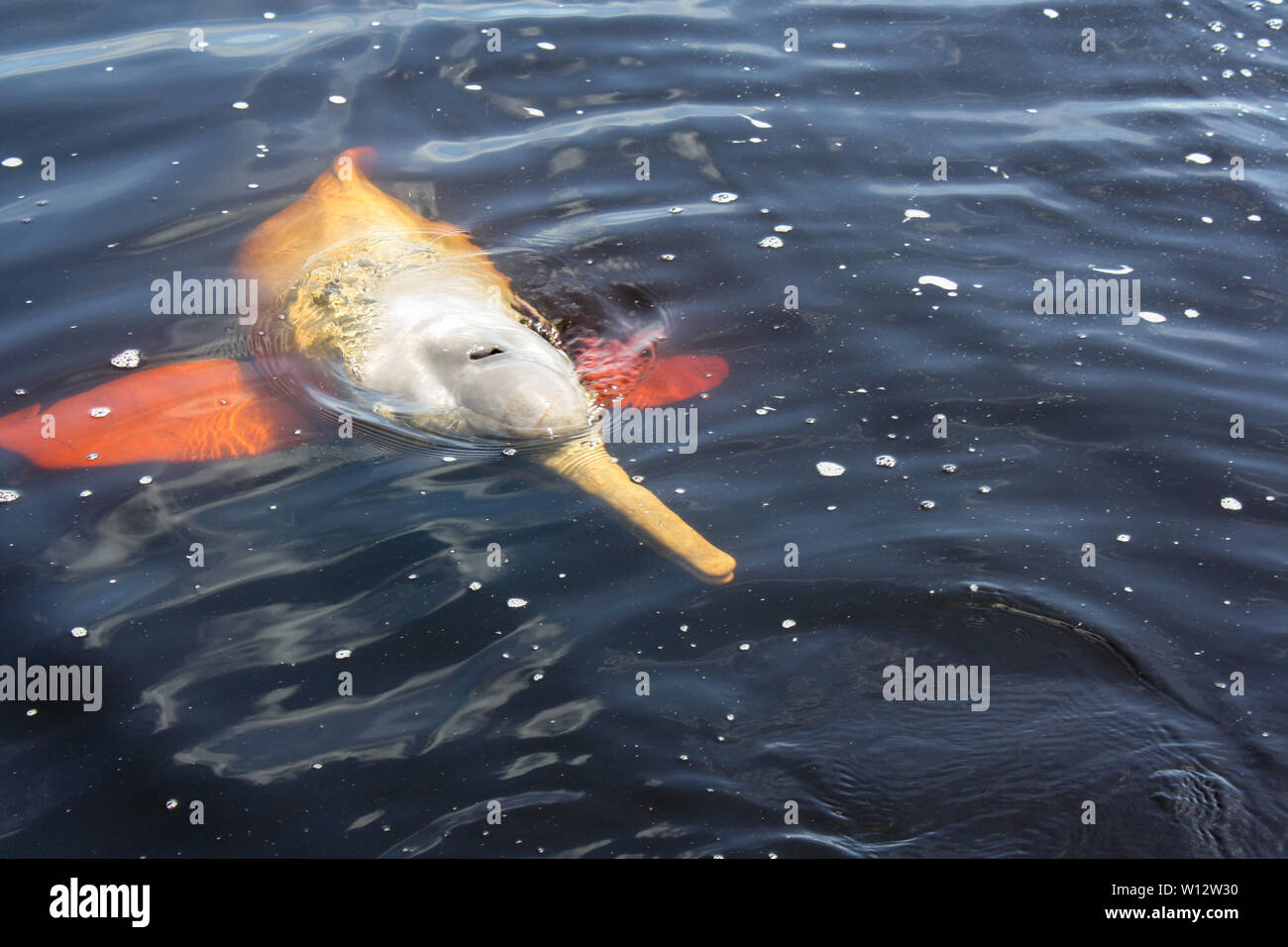 Red boto - Amazonas - Brazil Stock Photo - Alamy