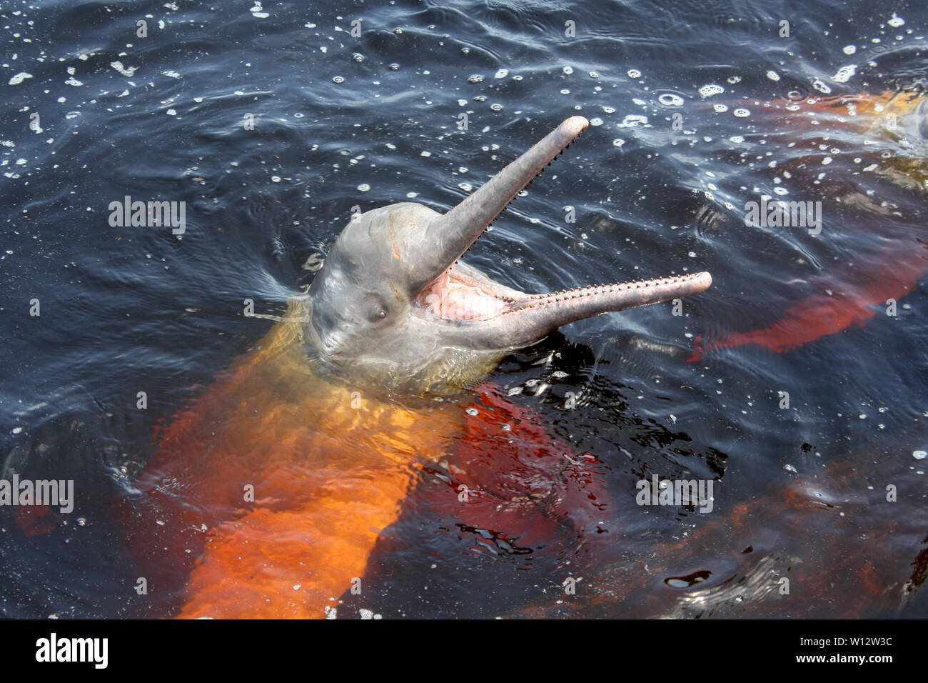 Red boto - Amazonas - Brazil Stock Photo - Alamy