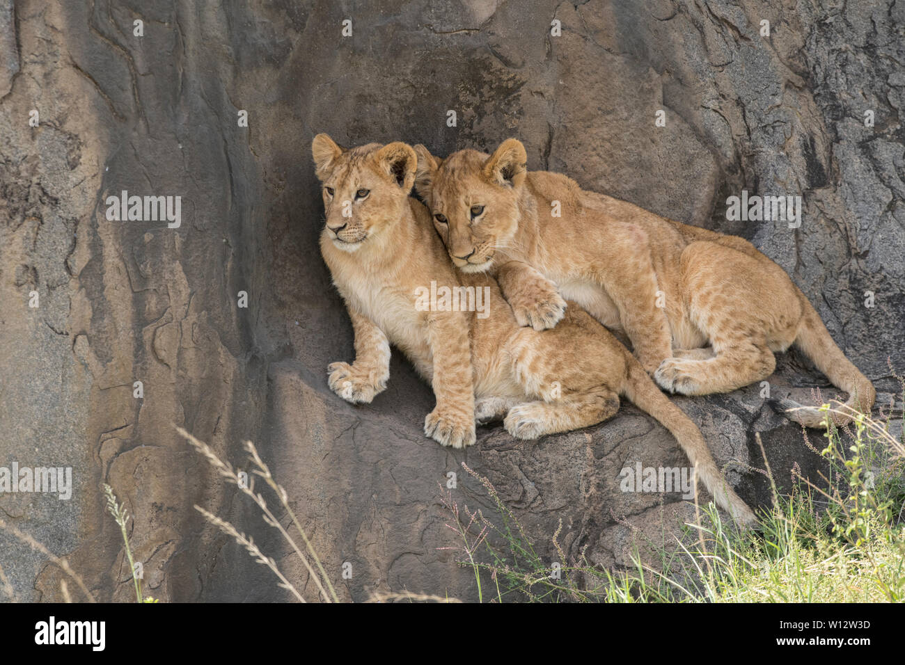 Lion cubs on kopje, Serengeti Stock Photo - Alamy