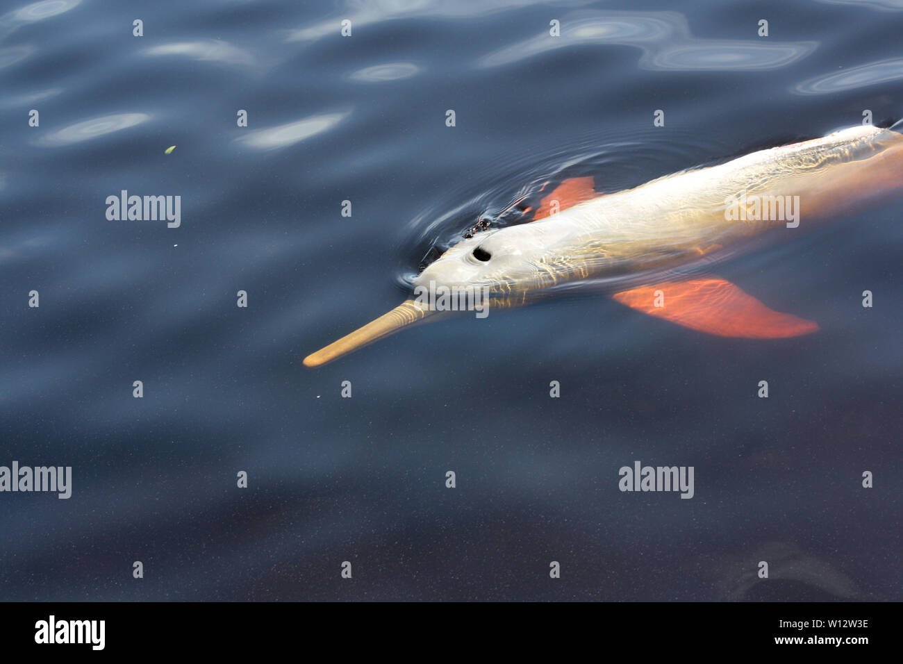 Red boto - Amazonas - Brazil Stock Photo - Alamy