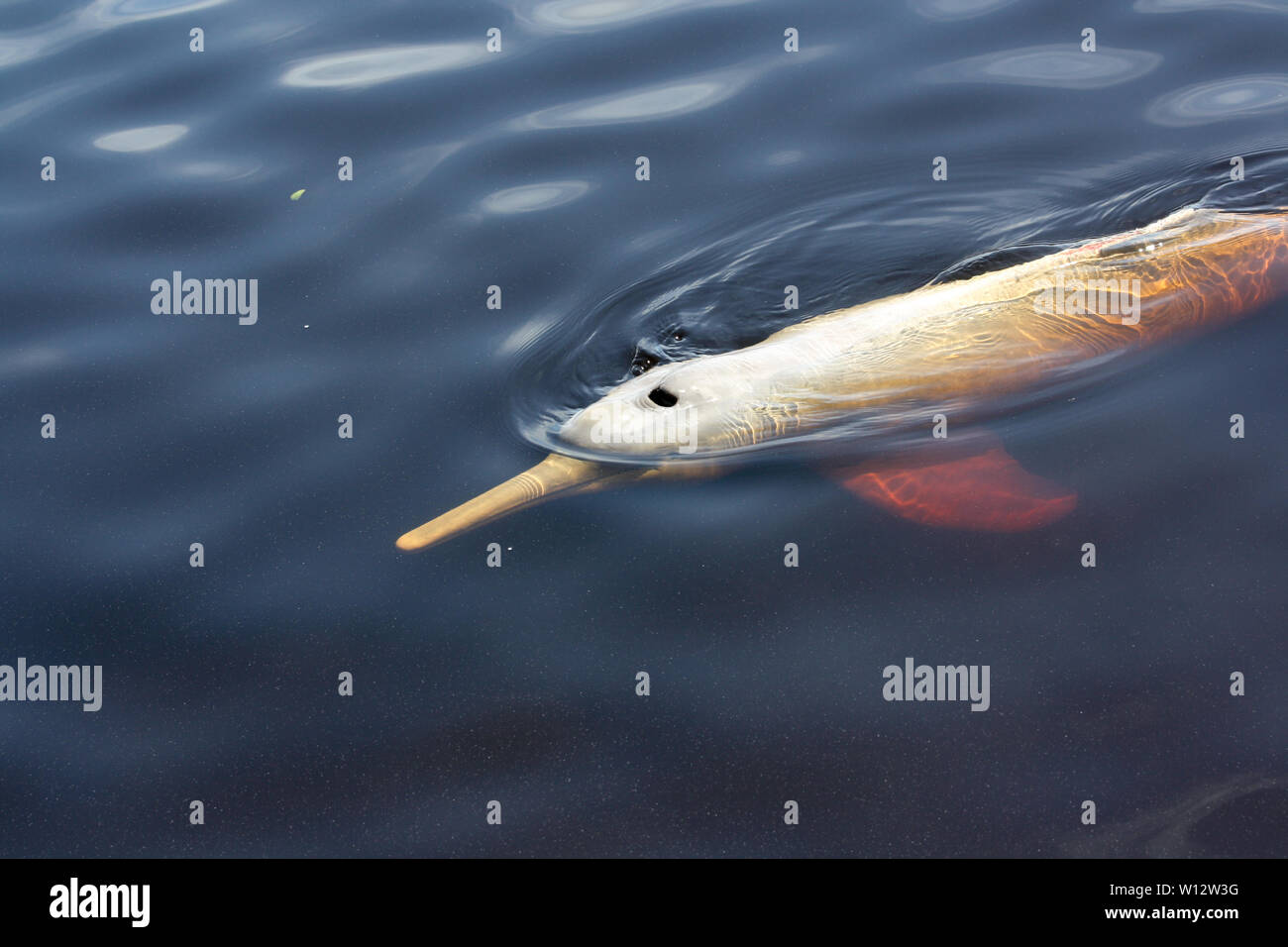 Red boto - Amazonas - Brazil Stock Photo - Alamy