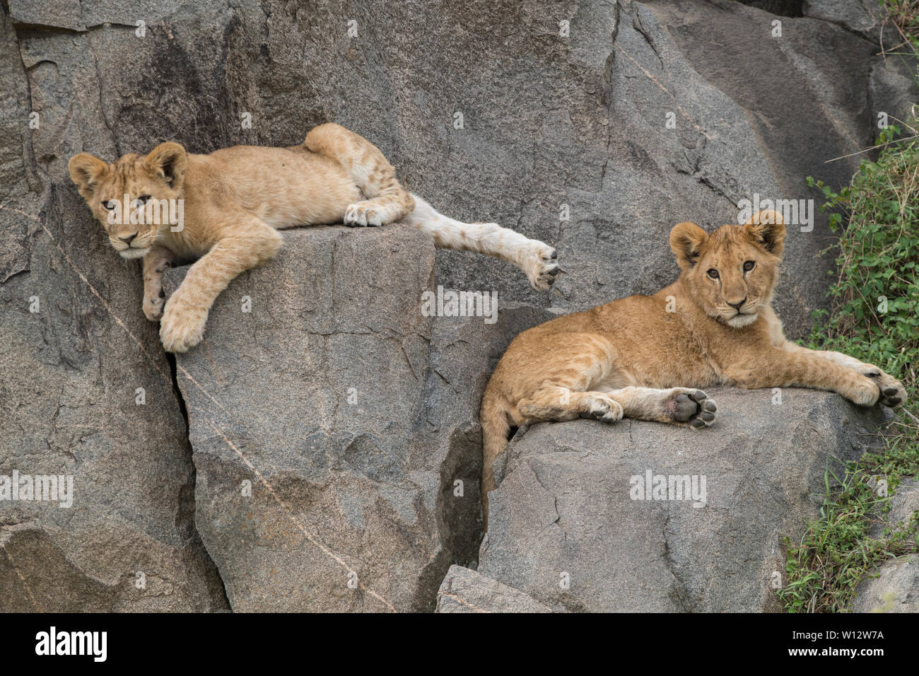 Lion cubs on kopje, Serengeti Stock Photo - Alamy