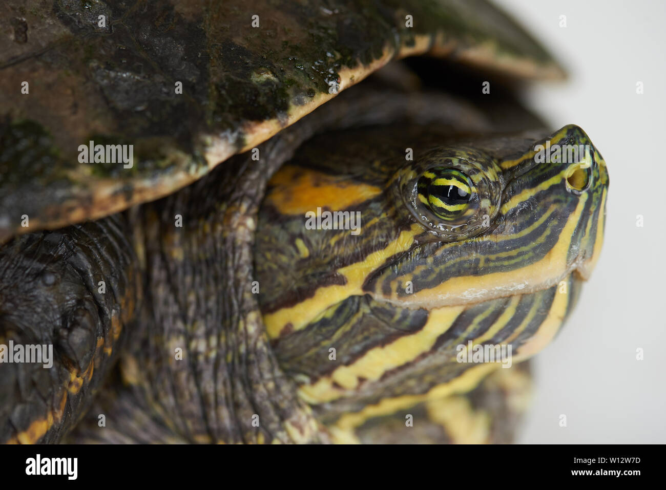 Close up turtle eye hi-res stock photography and images - Alamy
