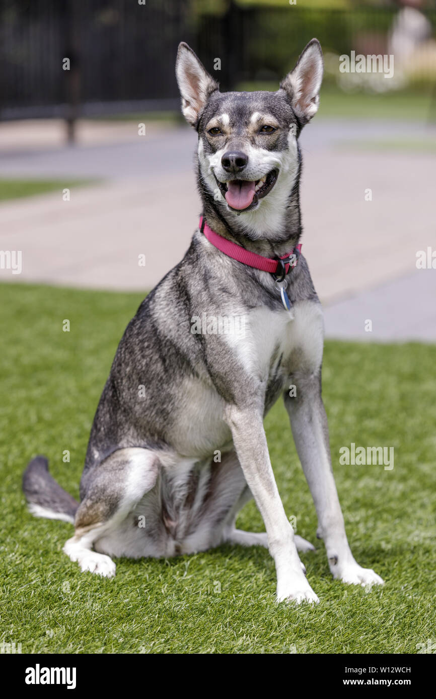 Miniature Siberian Husky Sitting Stock Photo - Alamy