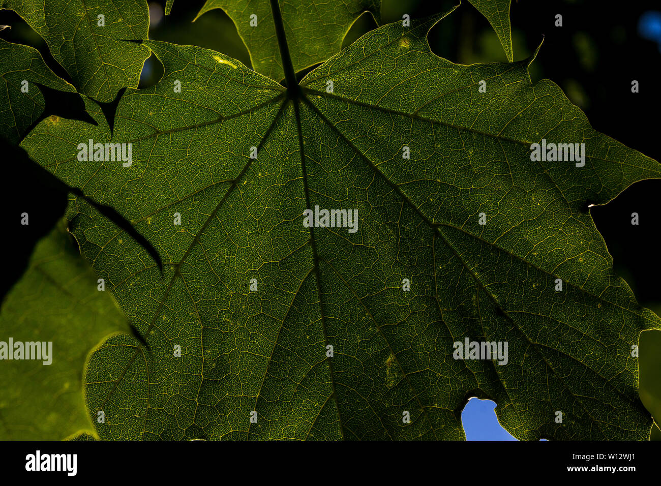 Leaf vains hi-res stock photography and images - Alamy