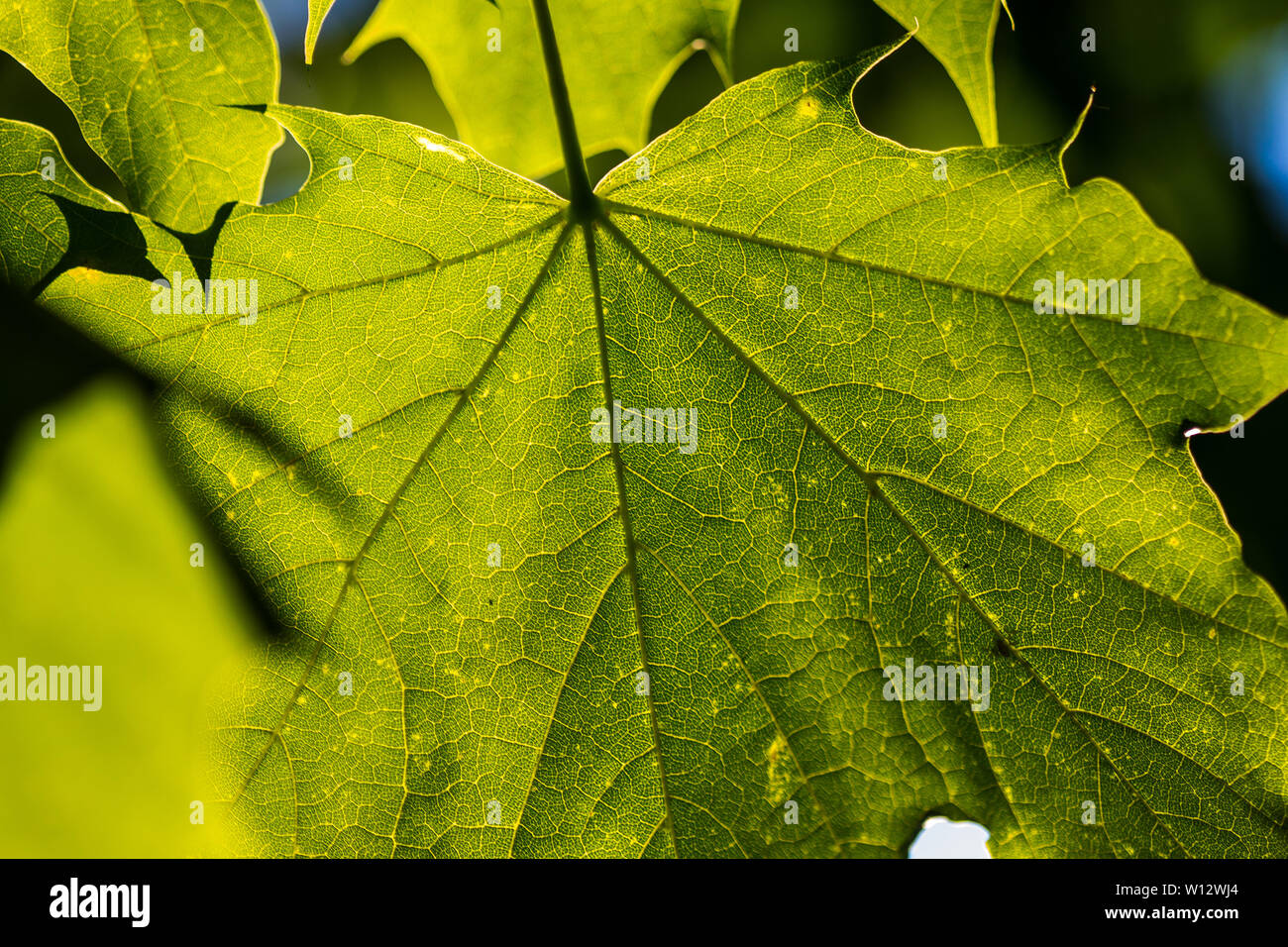 Leaf vains hi-res stock photography and images - Alamy