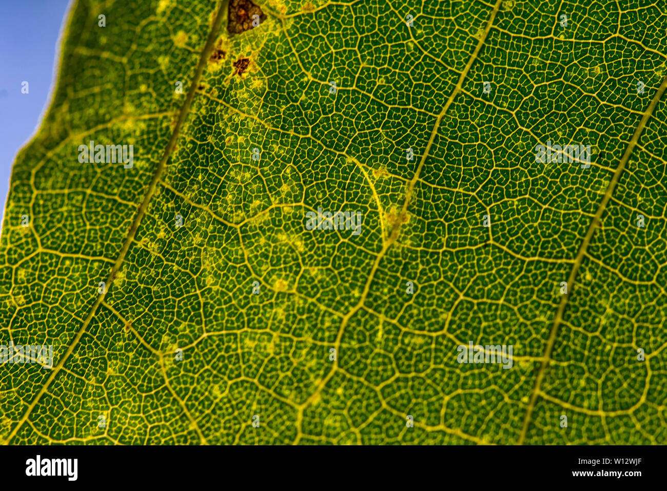 macro green leaf vanes Stock Photo - Alamy