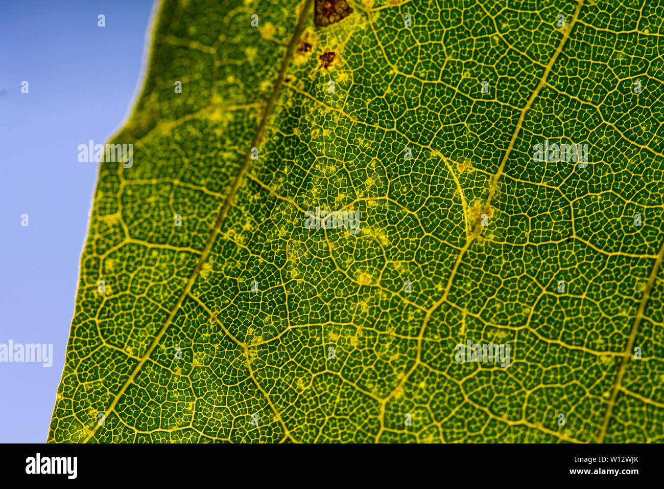 Plant vanes hi-res stock photography and images - Alamy