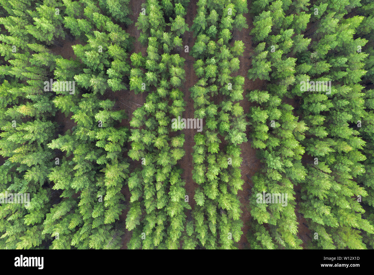 Pine trees birds eye view hi-res stock photography and images - Alamy