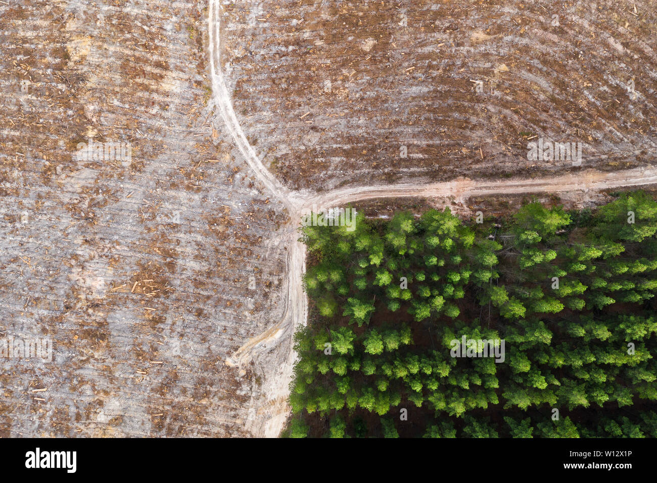 Pine trees birds eye view hi-res stock photography and images - Alamy