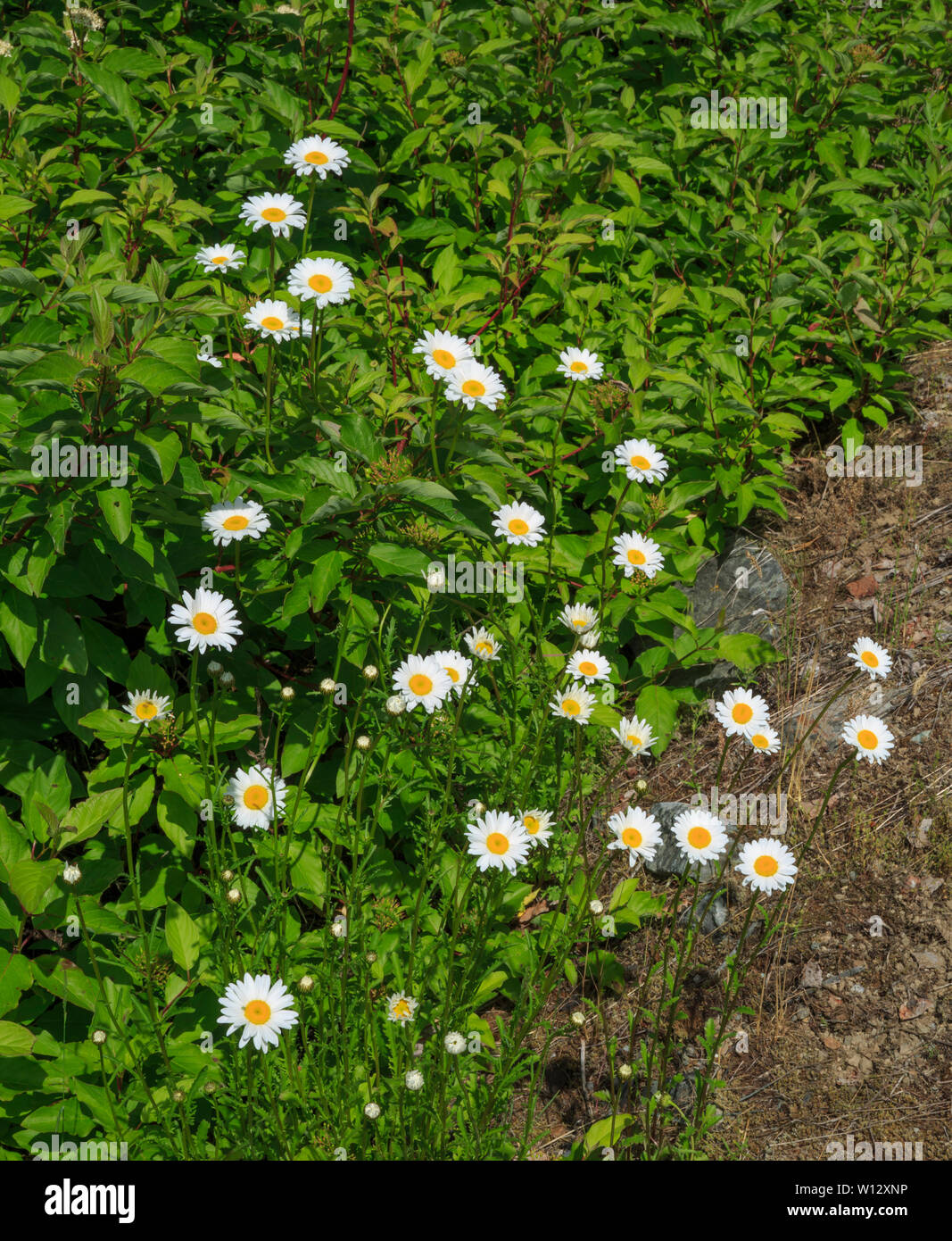 Daisy daisies nature bloom hi-res stock photography and images - Alamy