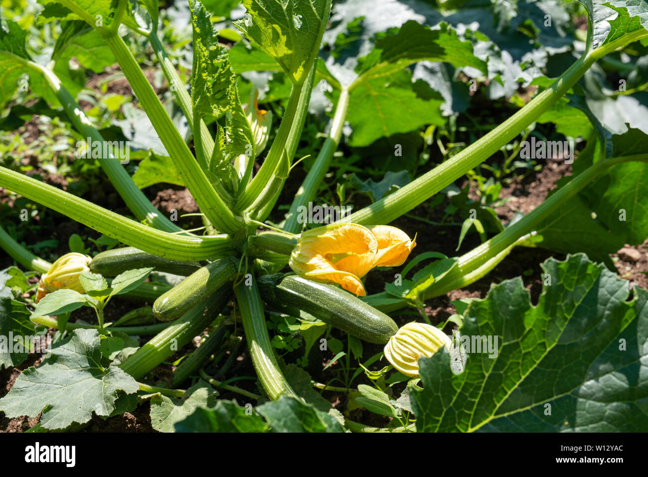 courgette plant with flowers and vegetables, grown in a field of ...