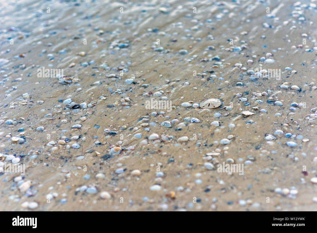 waves uncover a single sand dollar among many sea shells Stock Photo ...
