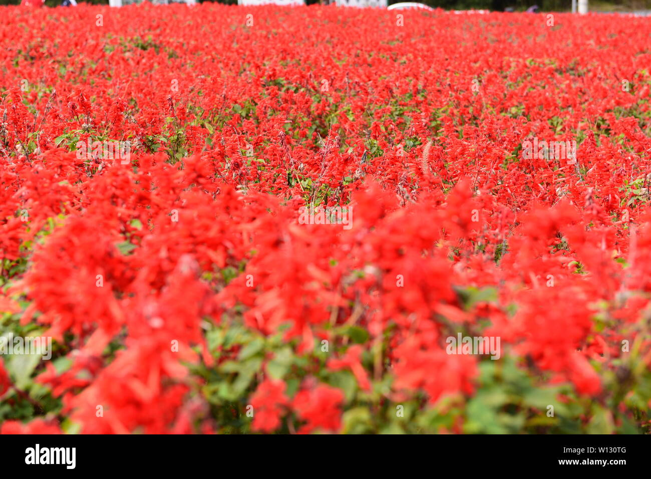 String of red flowers Stock Photo - Alamy